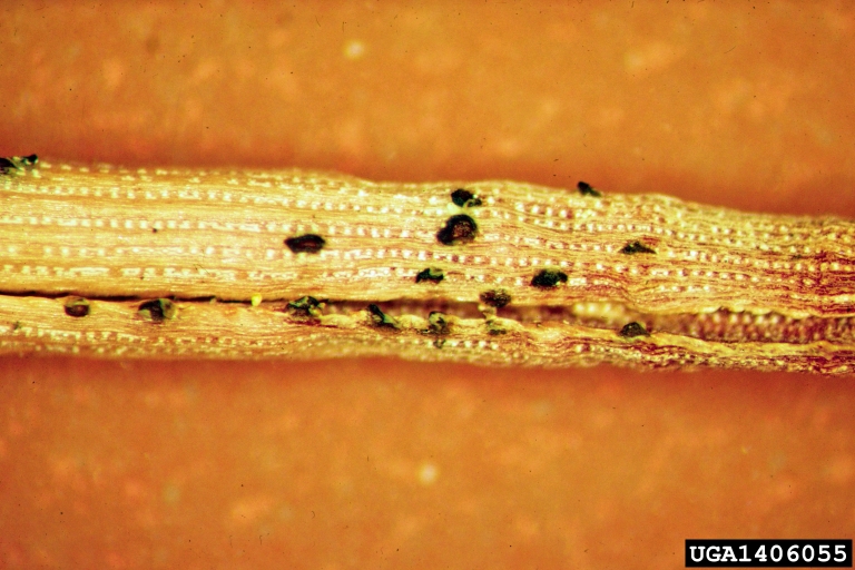 Sirococcus blight of conifers (Sirococcus conigenus (DC.) P. Cannon ...