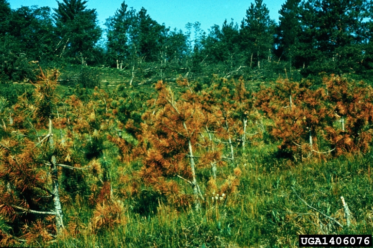 Scleroderris canker of pine and spruce (Gremmeniella abietina (Lagerb ...