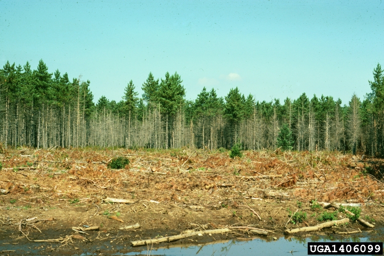 Scleroderris canker of pine and spruce (Gremmeniella abietina (Lagerb ...