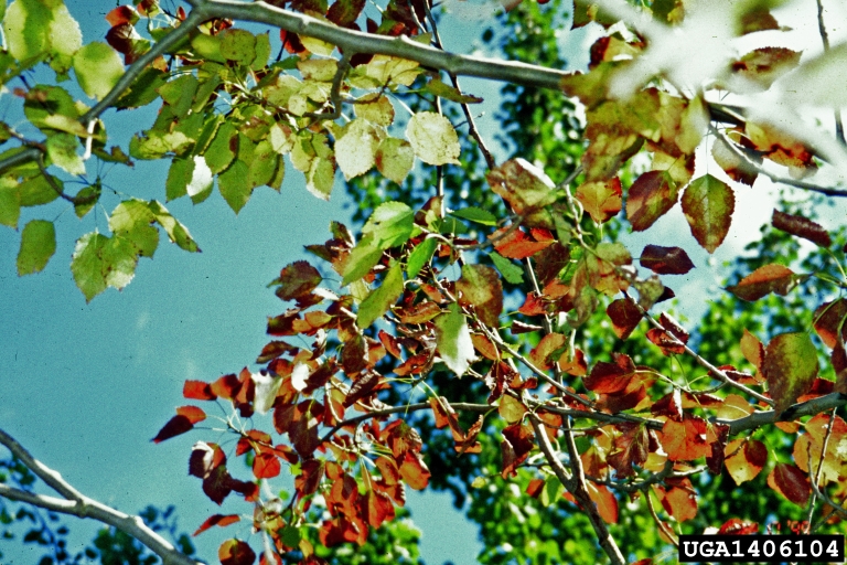 bronze leaf disease (Apioplagiostoma populi (E.K. Cash & Waterman) M.E ...
