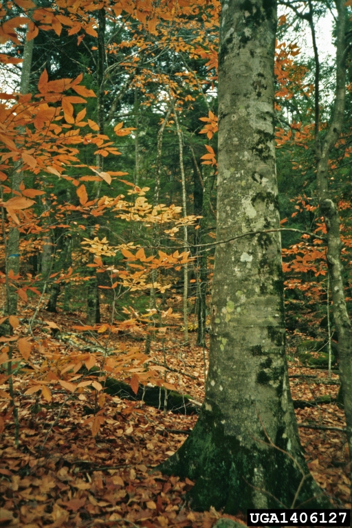 beech bark disease (Neonectria coccinea (Pers.) Rossman & Samuels)