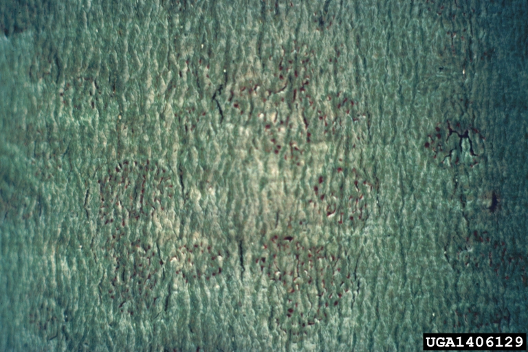 beech bark disease (Neonectria coccinea (Pers.) Rossman & Samuels)