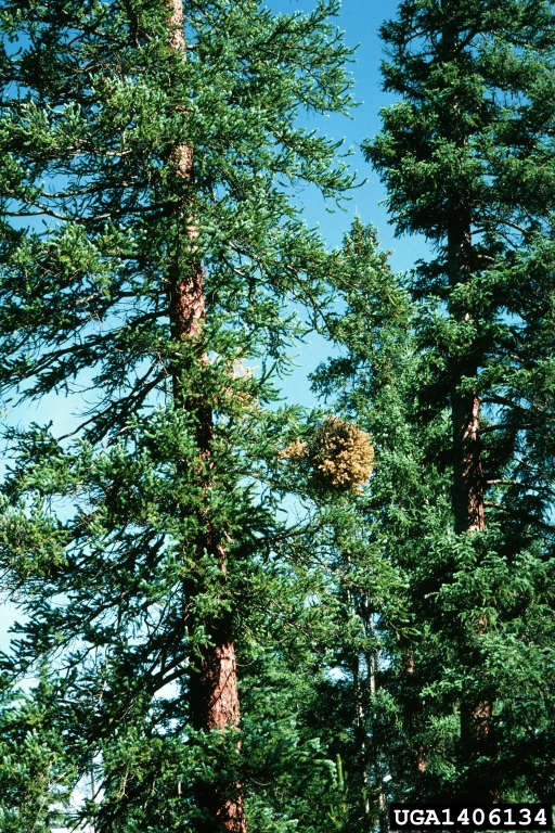 spruce broom rust (Chrysomyxa arctostaphyli Dietel)