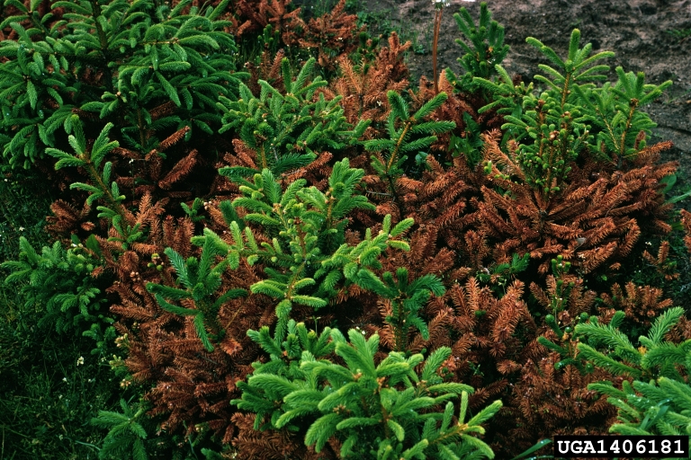 frost and winter injury (general)