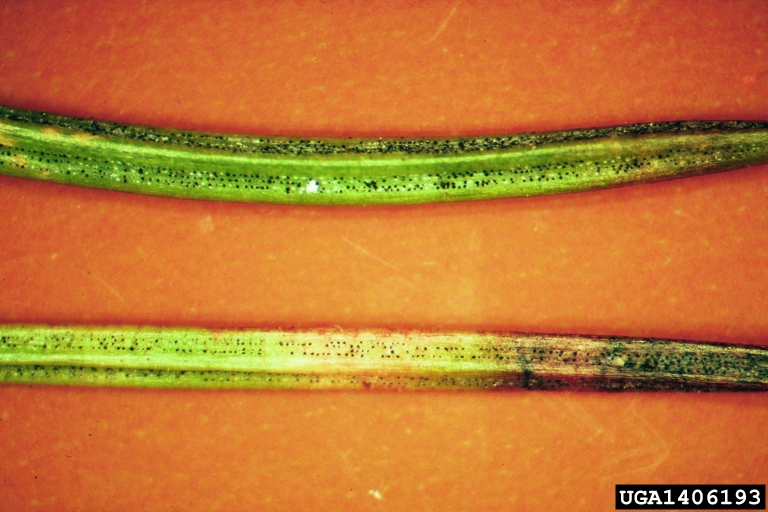 Rhizosphaera needle cast (Rhizosphaera kalkhoffii)