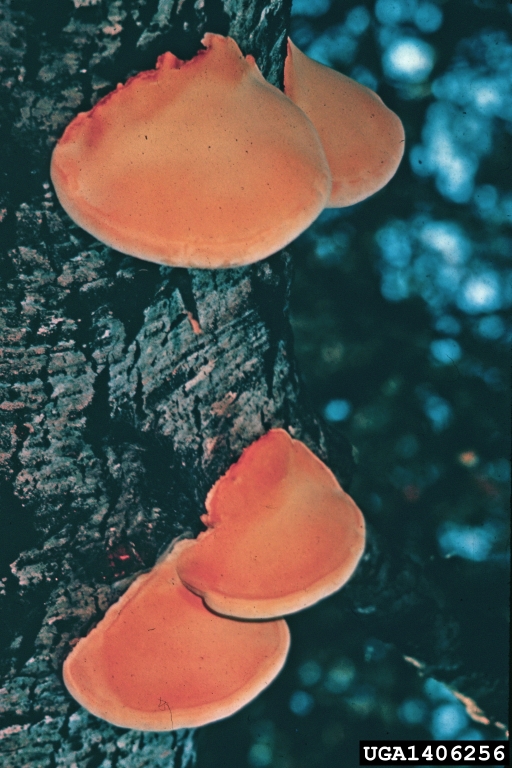 red-belted fungus (Fomitopsis pinicola (Sw.) P. Karst.)