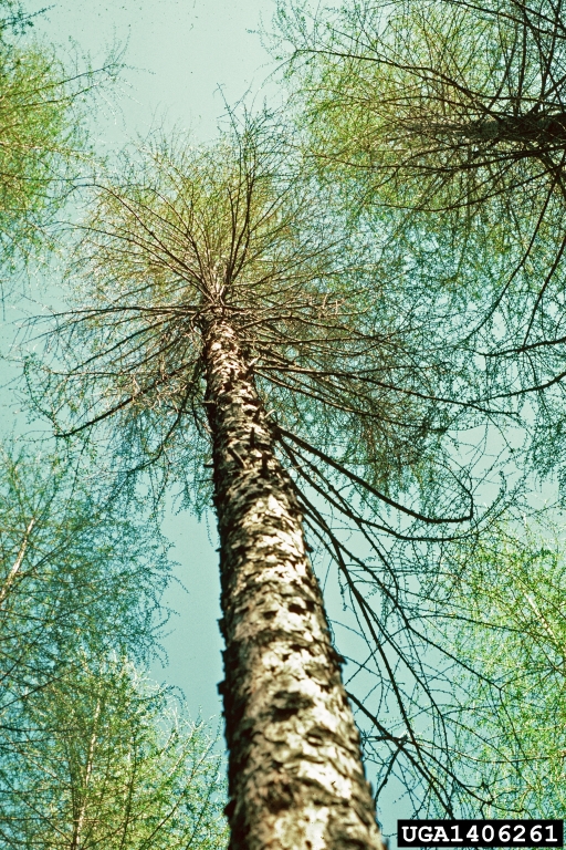 tamarack (Larix laricina)