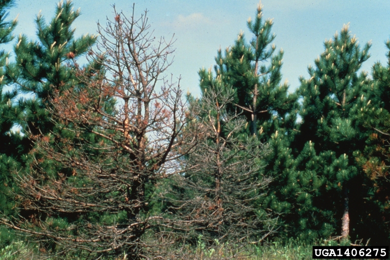 pine wilt nematode (Bursaphelenchus xylophilus (Steiner & Buhrer) Nickle)