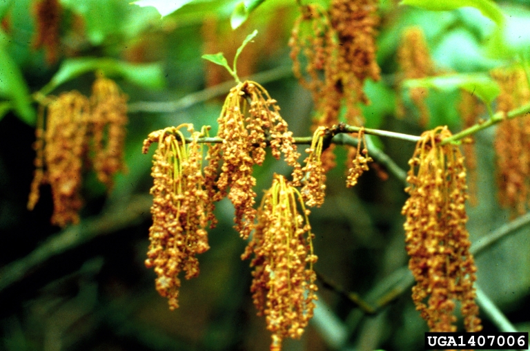 oak, Quercus spp. (Fagales: Fagaceae) - 1407006