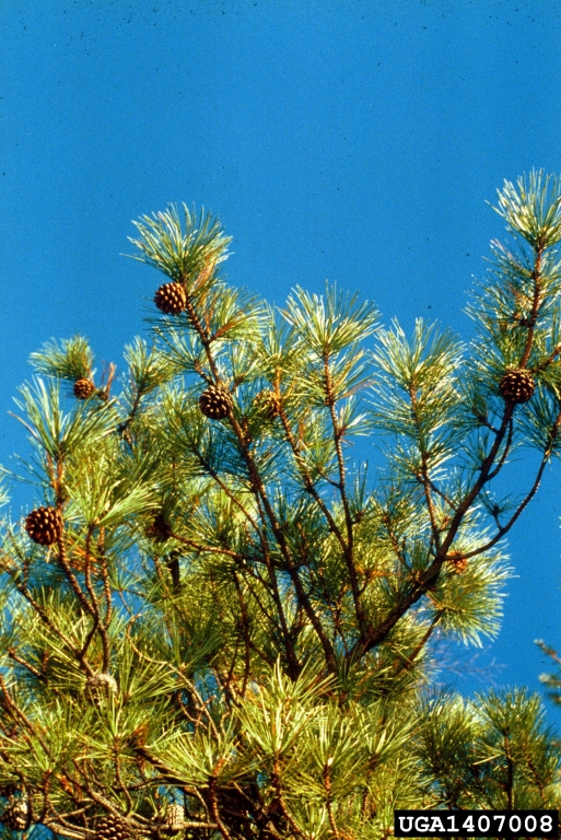red pine (Pinus resinosa Soland.)