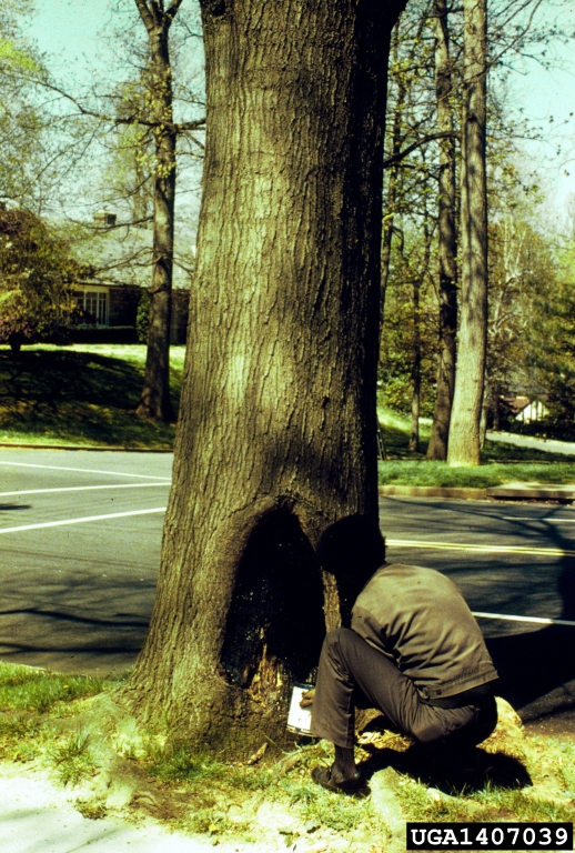 Compartmentalization Of Decay In Trees (CODIT)