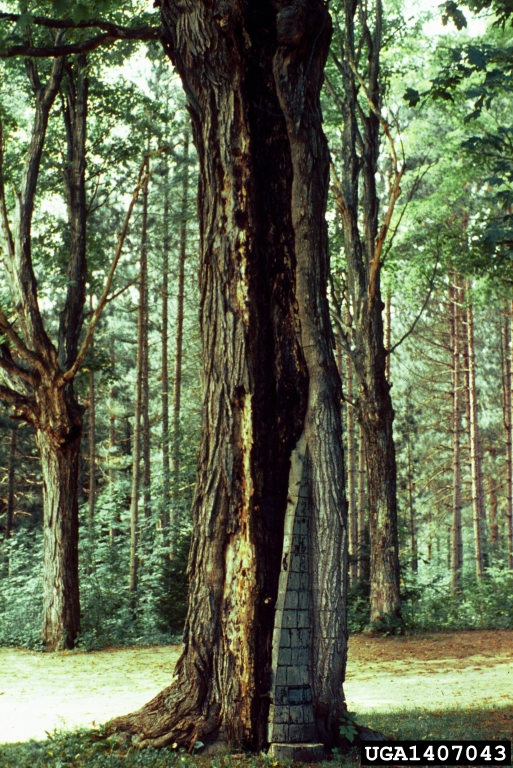 Compartmentalization Of Decay In Trees (CODIT)