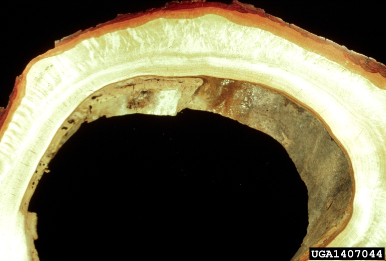 Compartmentalization Of Decay In Trees (CODIT)-1407044