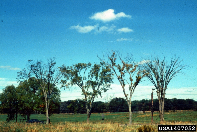 Dutch elm disease (Ophiostoma ulmi ) on elm (Ulmus spp. ) - 1407052