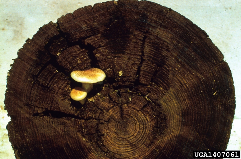 wood decay (general)