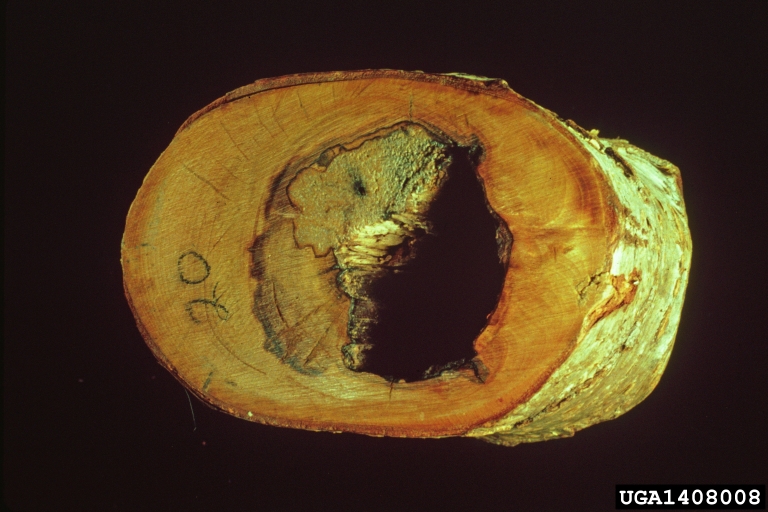 Compartmentalization Of Decay In Trees (CODIT)