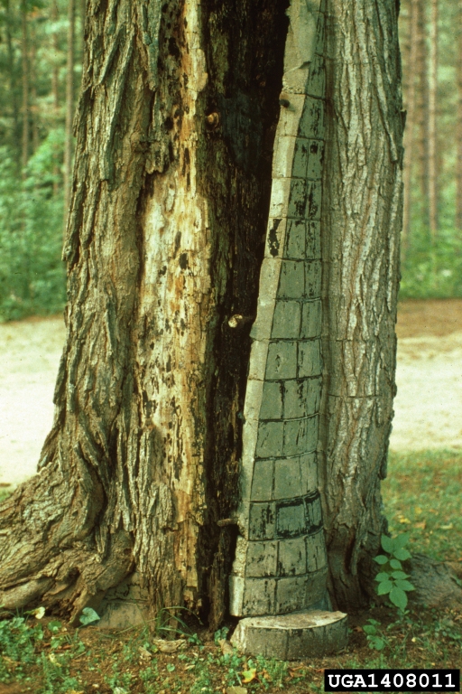 Compartmentalization Of Decay In Trees (CODIT)-1408011