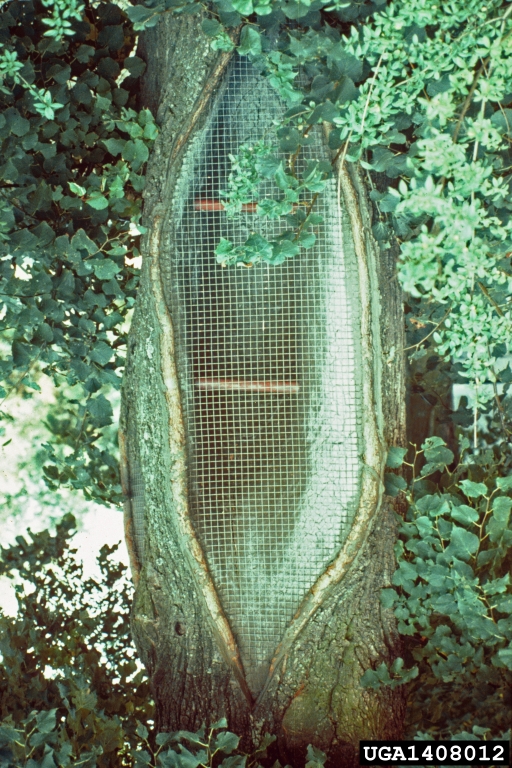 Compartmentalization Of Decay In Trees (CODIT)