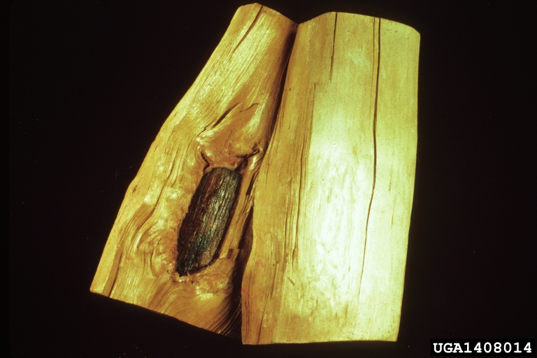 Compartmentalization Of Decay In Trees (CODIT)