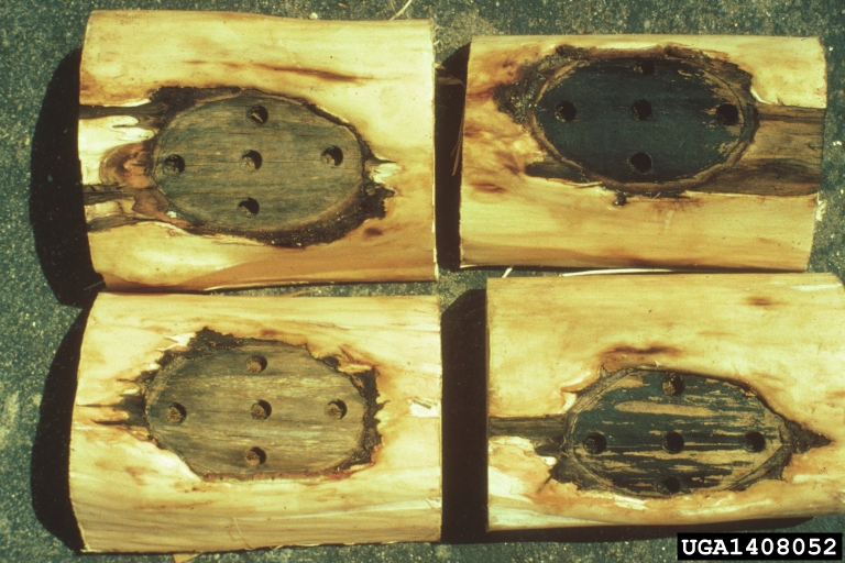 Compartmentalization Of Decay In Trees (CODIT)