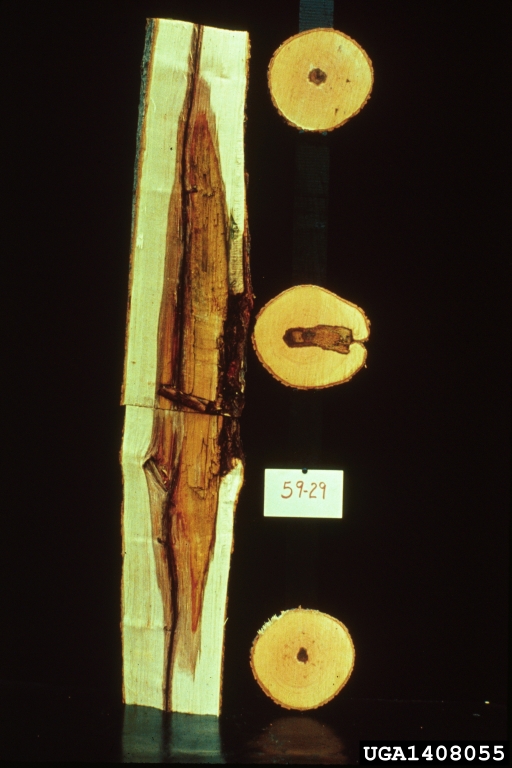 Compartmentalization Of Decay In Trees (CODIT)-1408055