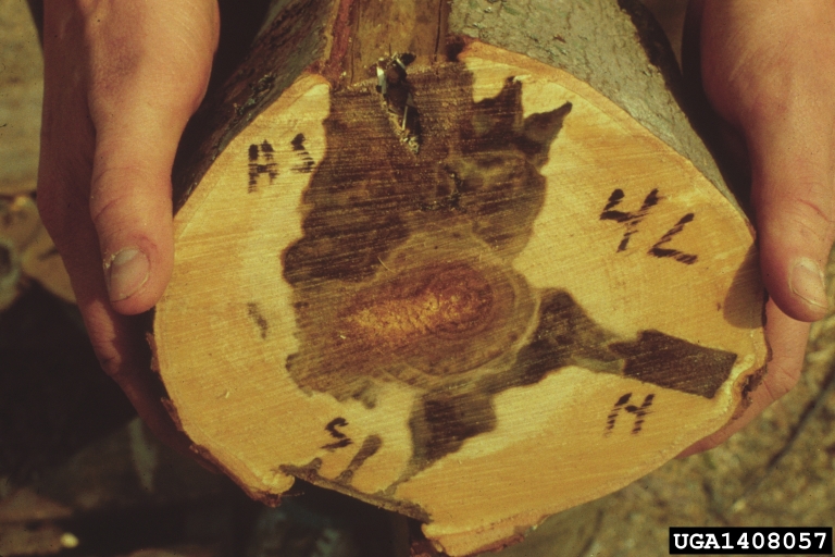 Compartmentalization Of Decay In Trees (CODIT)