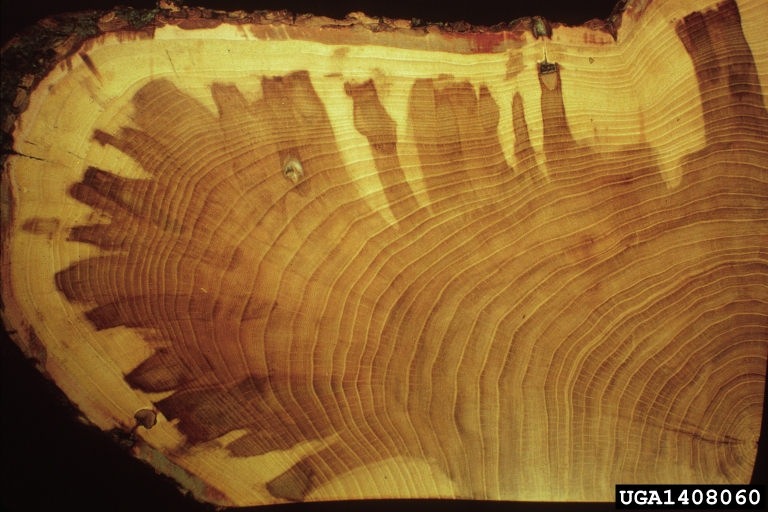 Compartmentalization Of Decay In Trees (CODIT)