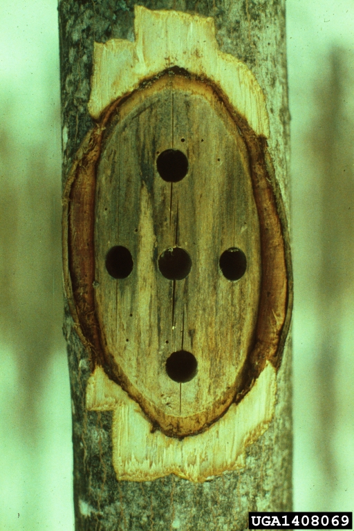 Compartmentalization Of Decay In Trees (CODIT)