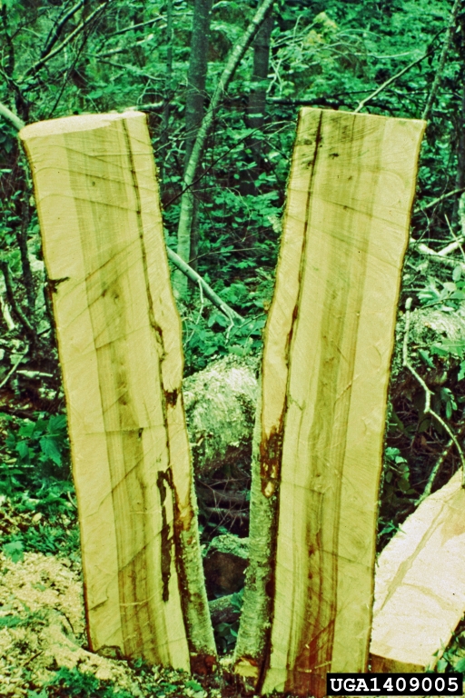 Compartmentalization Of Decay In Trees (CODIT)