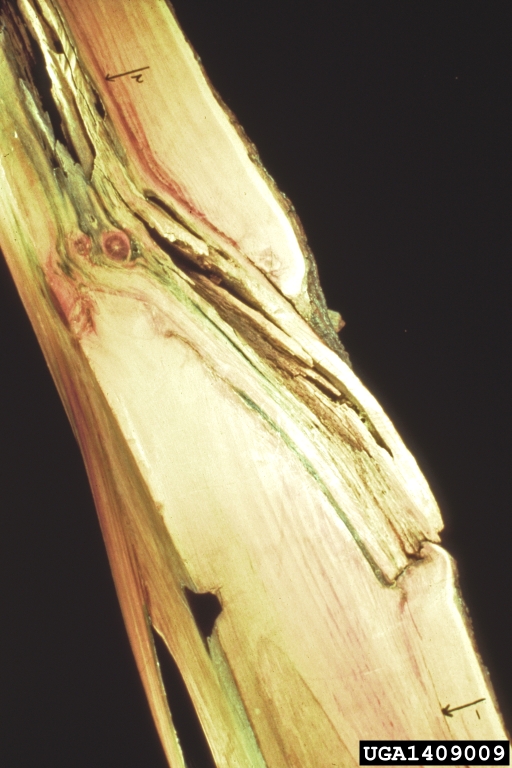 Compartmentalization Of Decay In Trees (CODIT)