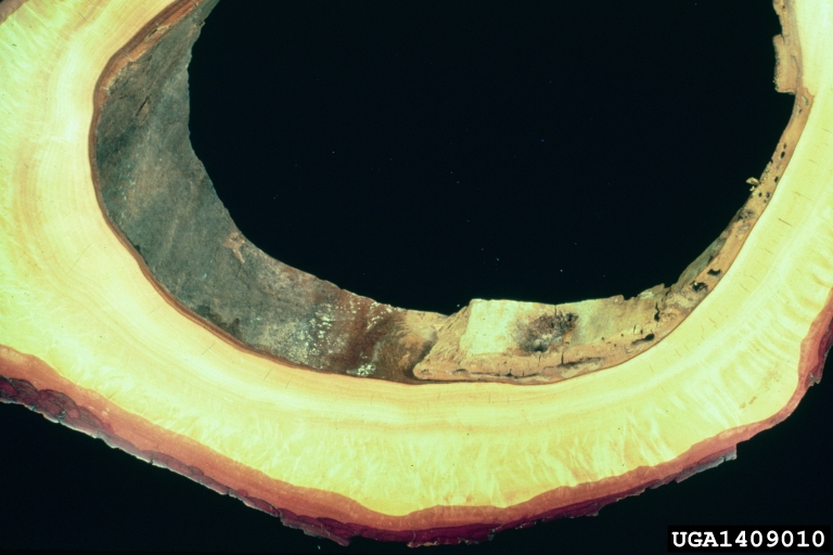 Compartmentalization Of Decay In Trees (CODIT)-1409010