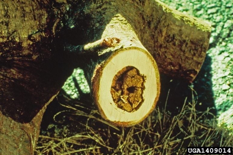 Compartmentalization Of Decay In Trees (CODIT)