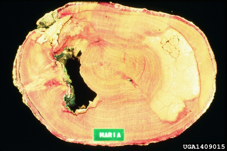 Compartmentalization Of Decay In Trees (CODIT)