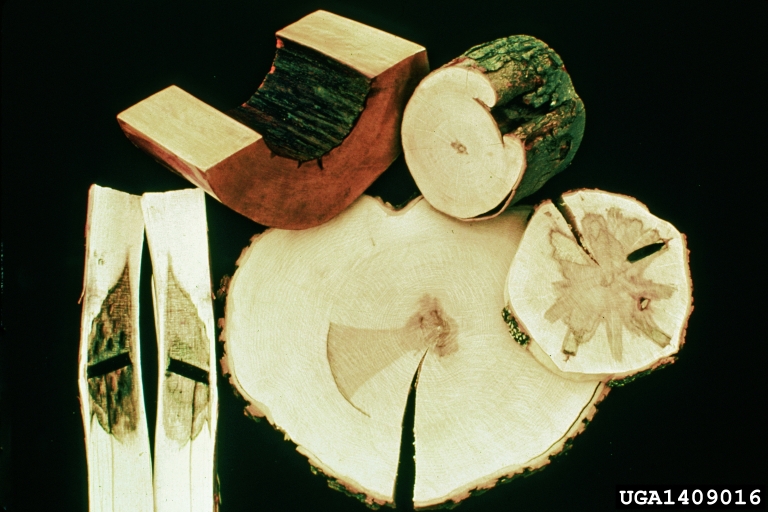 Compartmentalization Of Decay In Trees (CODIT)