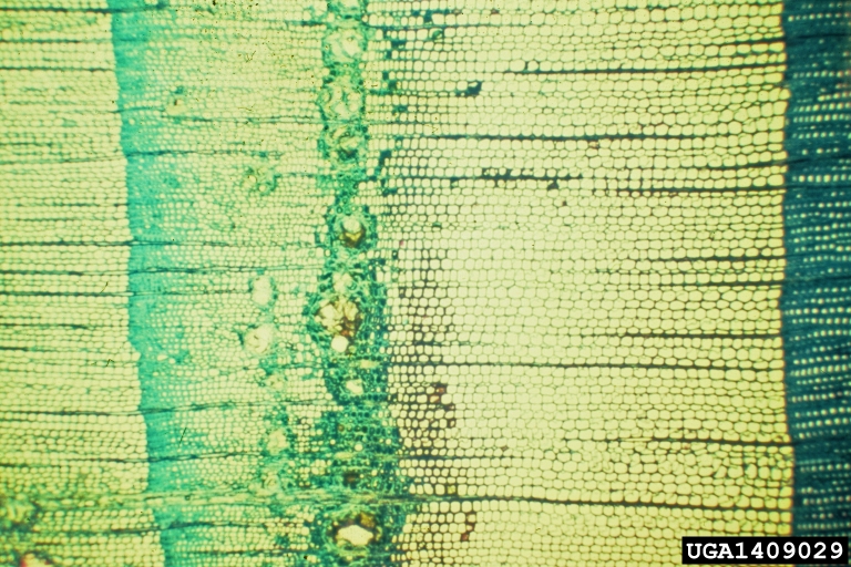 Compartmentalization Of Decay In Trees (CODIT)