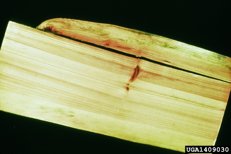 Compartmentalization Of Decay In Trees (CODIT) on eastern white pine ...