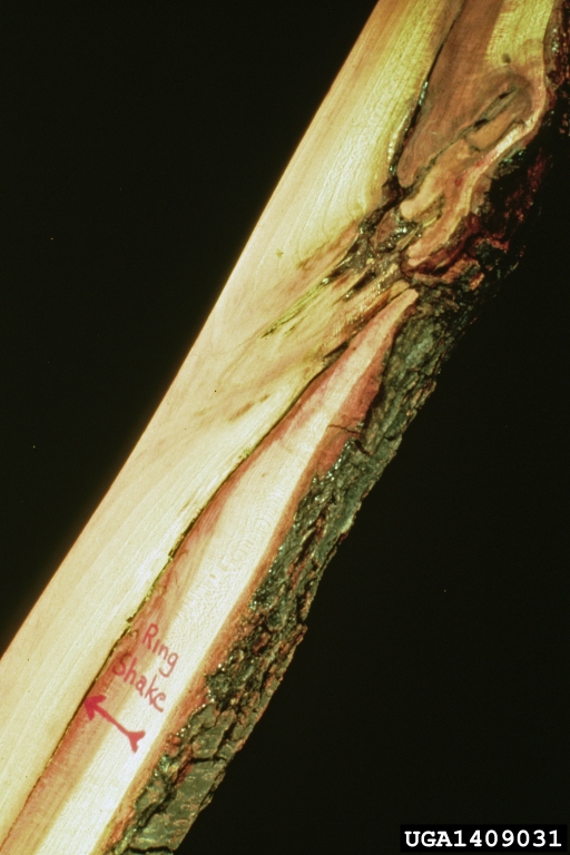 Compartmentalization Of Decay In Trees (CODIT) on black cherry (Prunus ...
