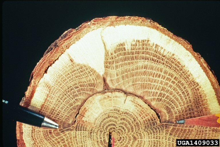 Compartmentalization Of Decay In Trees (CODIT)
