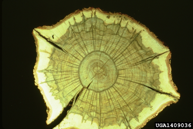 Compartmentalization Of Decay In Trees (CODIT)