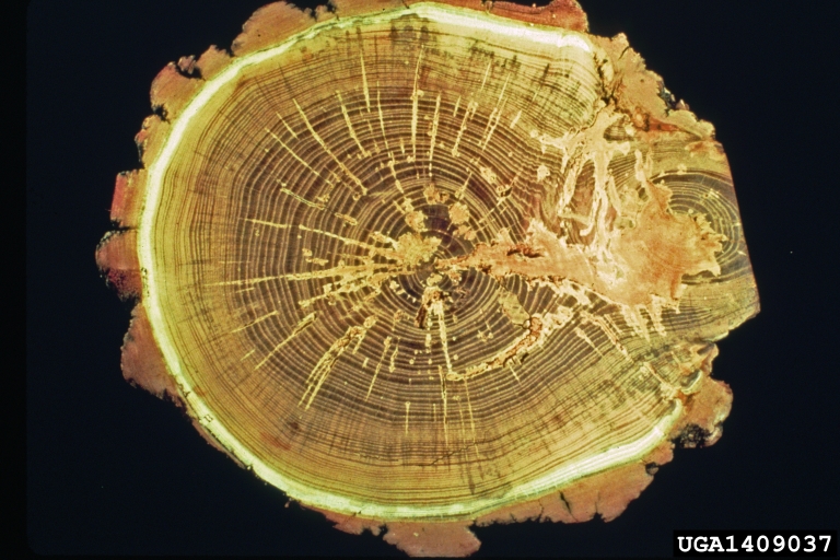 Compartmentalization Of Decay In Trees (CODIT)