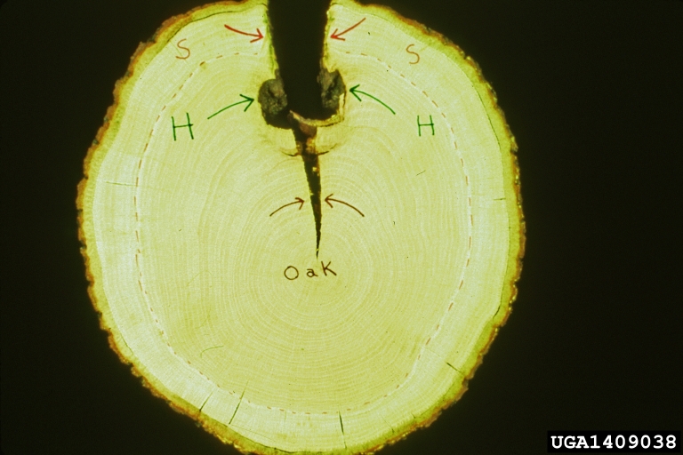 Compartmentalization Of Decay In Trees (CODIT)