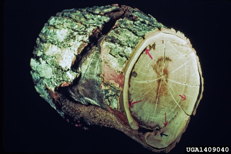 Compartmentalization Of Decay In Trees (CODIT)