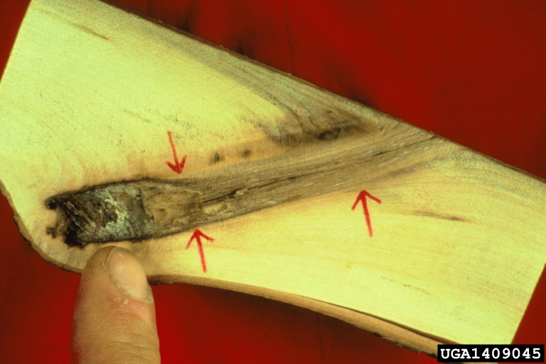 Compartmentalization Of Decay In Trees (CODIT)
