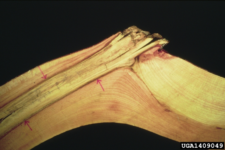 Compartmentalization Of Decay In Trees (CODIT)