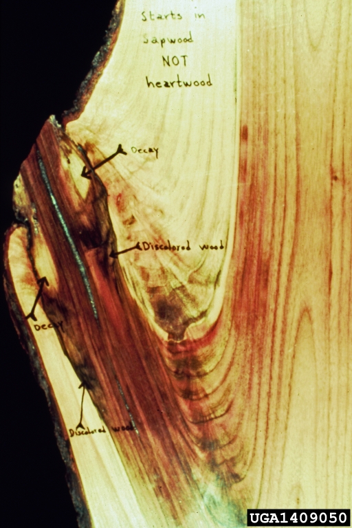 Compartmentalization Of Decay In Trees (CODIT)