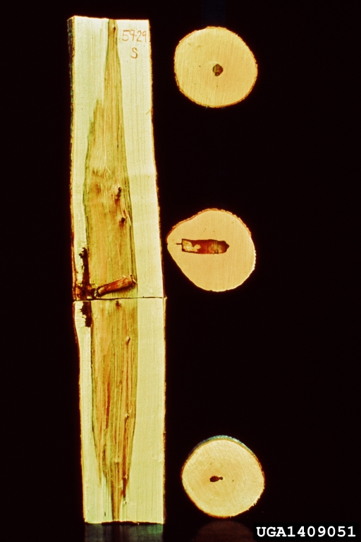 Compartmentalization Of Decay In Trees (CODIT)