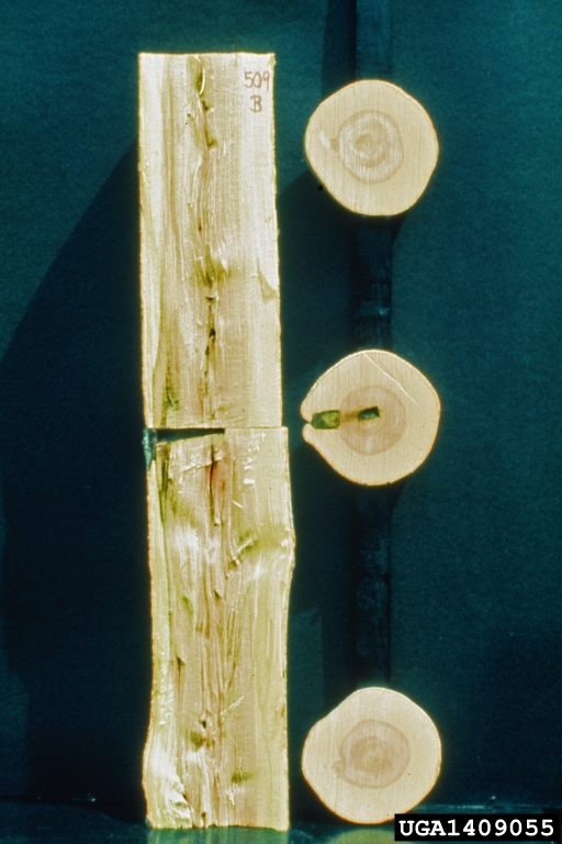 Compartmentalization Of Decay In Trees (CODIT)