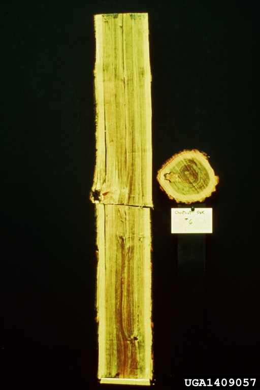 Compartmentalization Of Decay In Trees (CODIT)