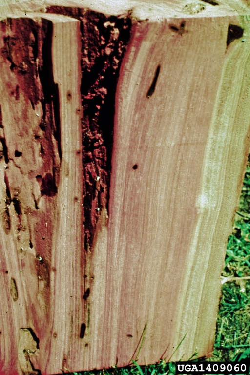 Compartmentalization Of Decay In Trees (CODIT)