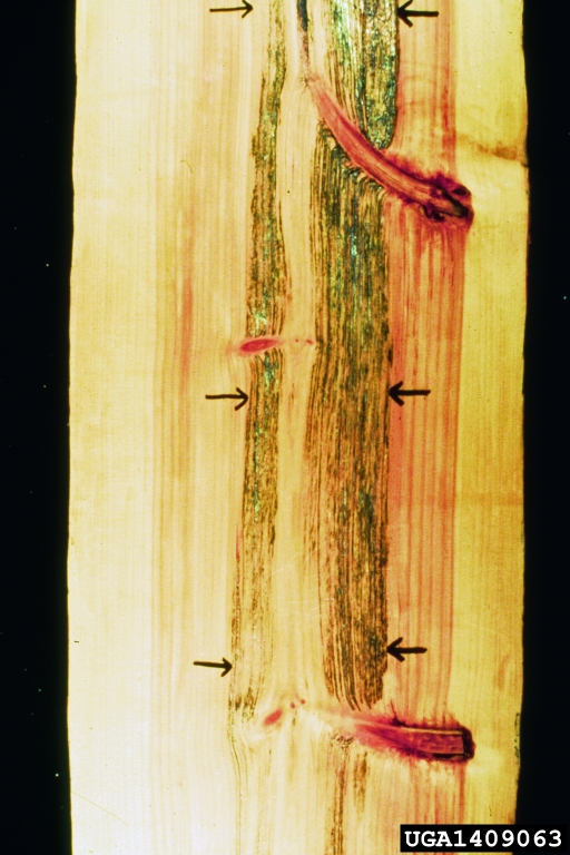 Compartmentalization Of Decay In Trees (CODIT)
